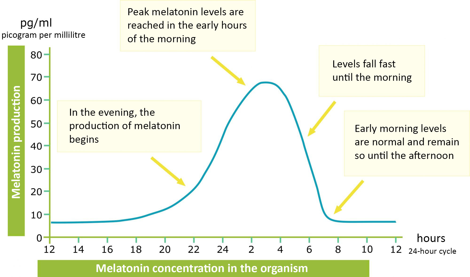 Melatonin production during the day